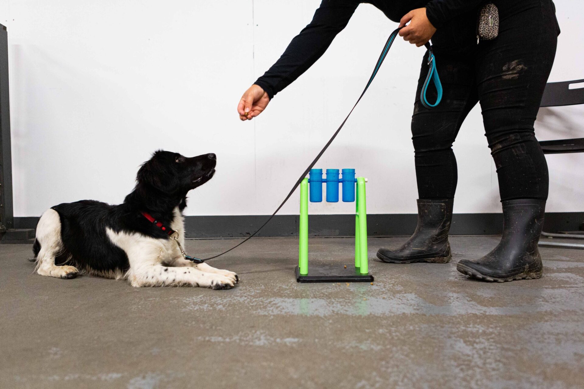 Workshop Puzzel en denkwerk - Zondag 22 oktober om 12:00 uur - Wereldhond