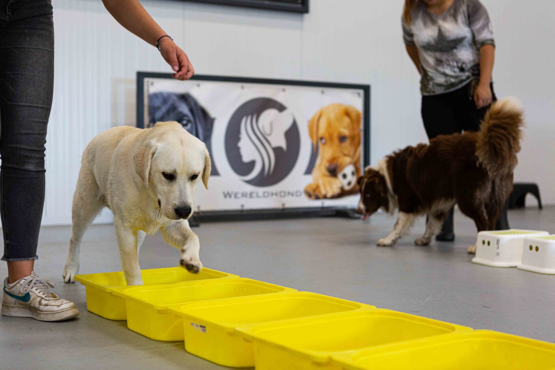 Maandag 21 februari 12:00 uur - Wereldhond