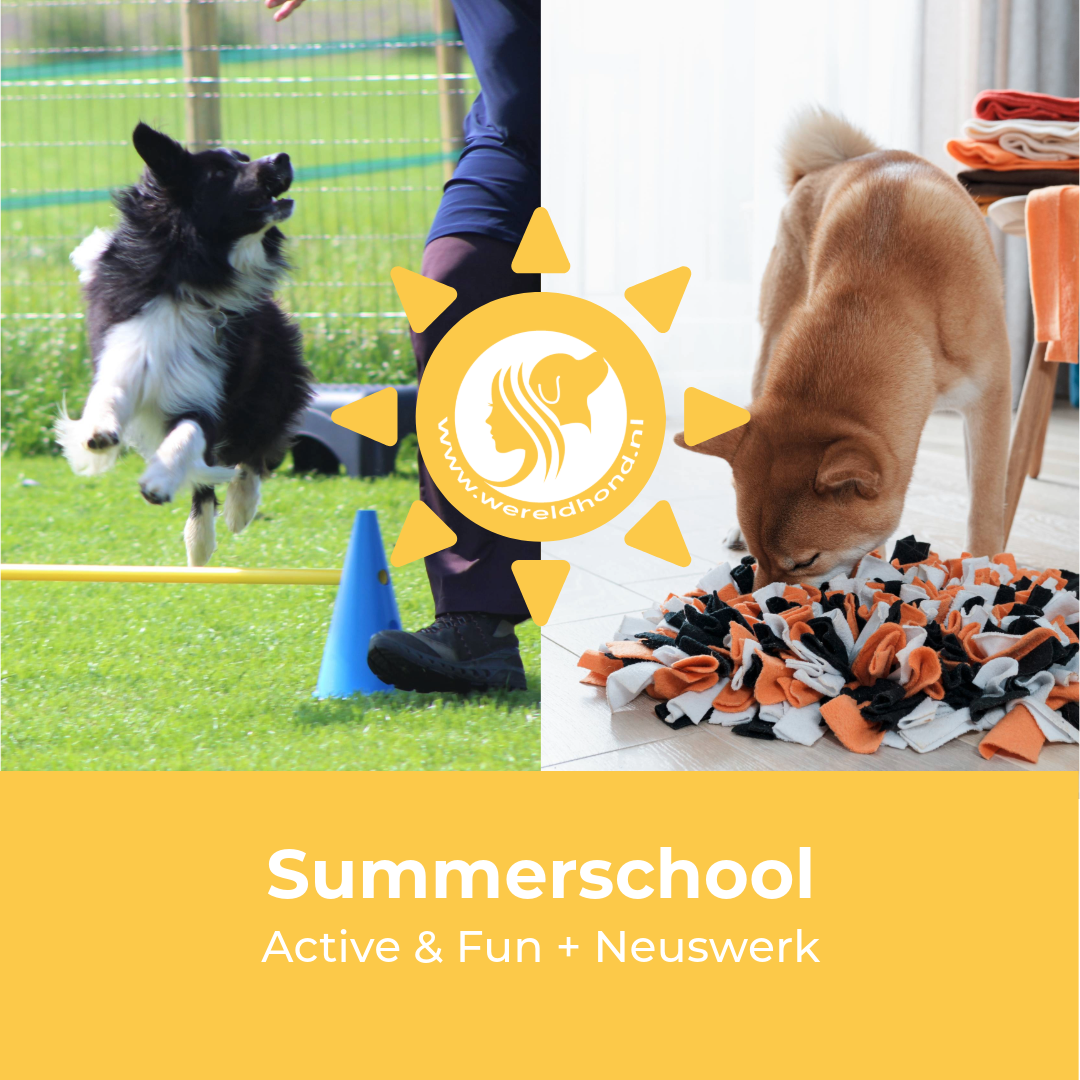 Di 23 Juli om 20:00 uur - Summerschool | Active & Fun + Neuswerk - Wereldhond