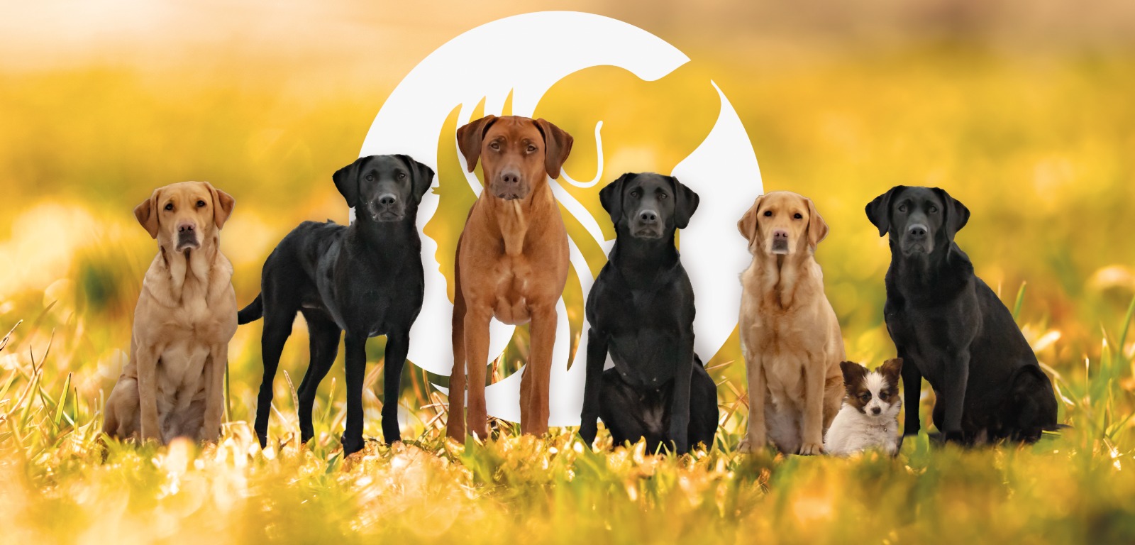 Opvang Rocky - Wereldhond